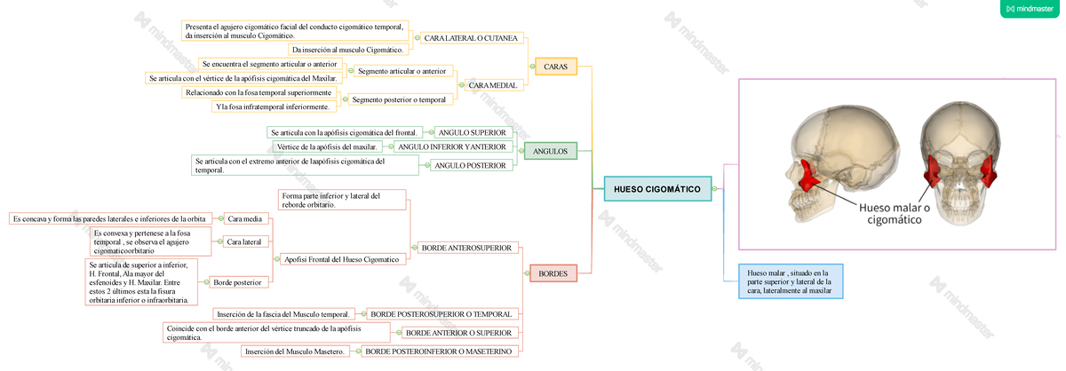 Hueso Cigomático - Presenta el agujero cigomático facial del conducto ...
