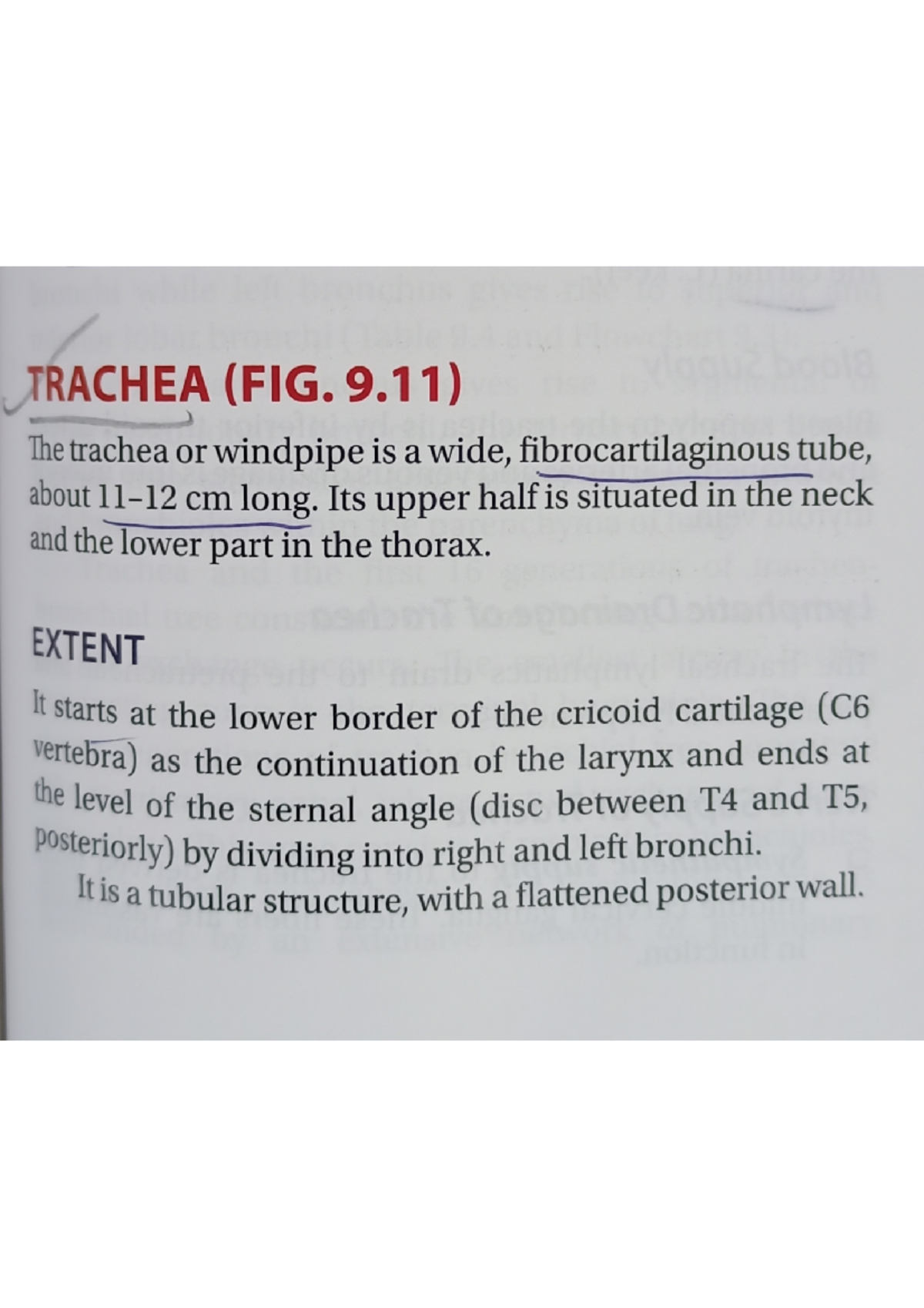 Trachea - Bsc nursing - Studocu