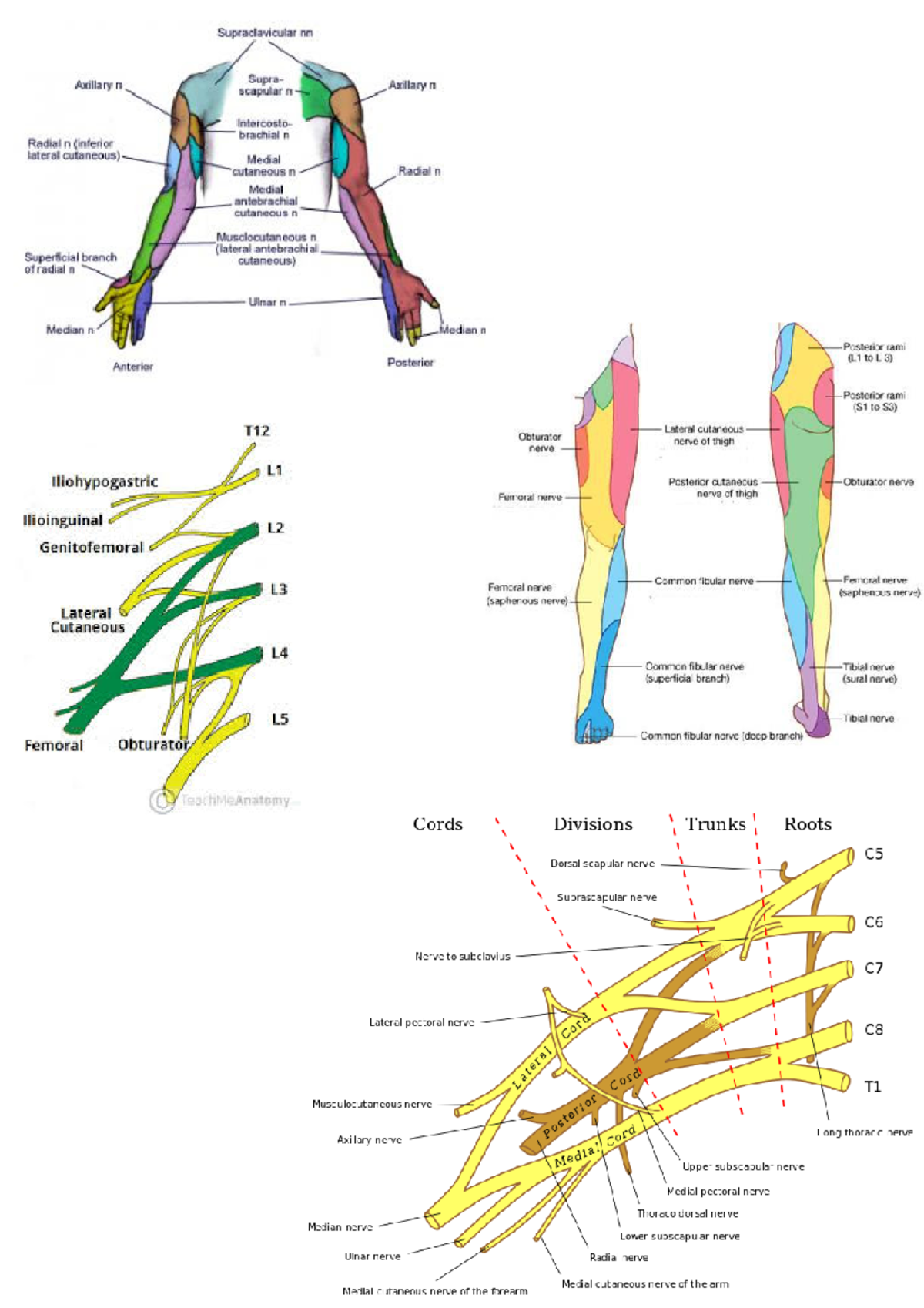 Diagrams of nerves and dermatomes - A100 - Studocu