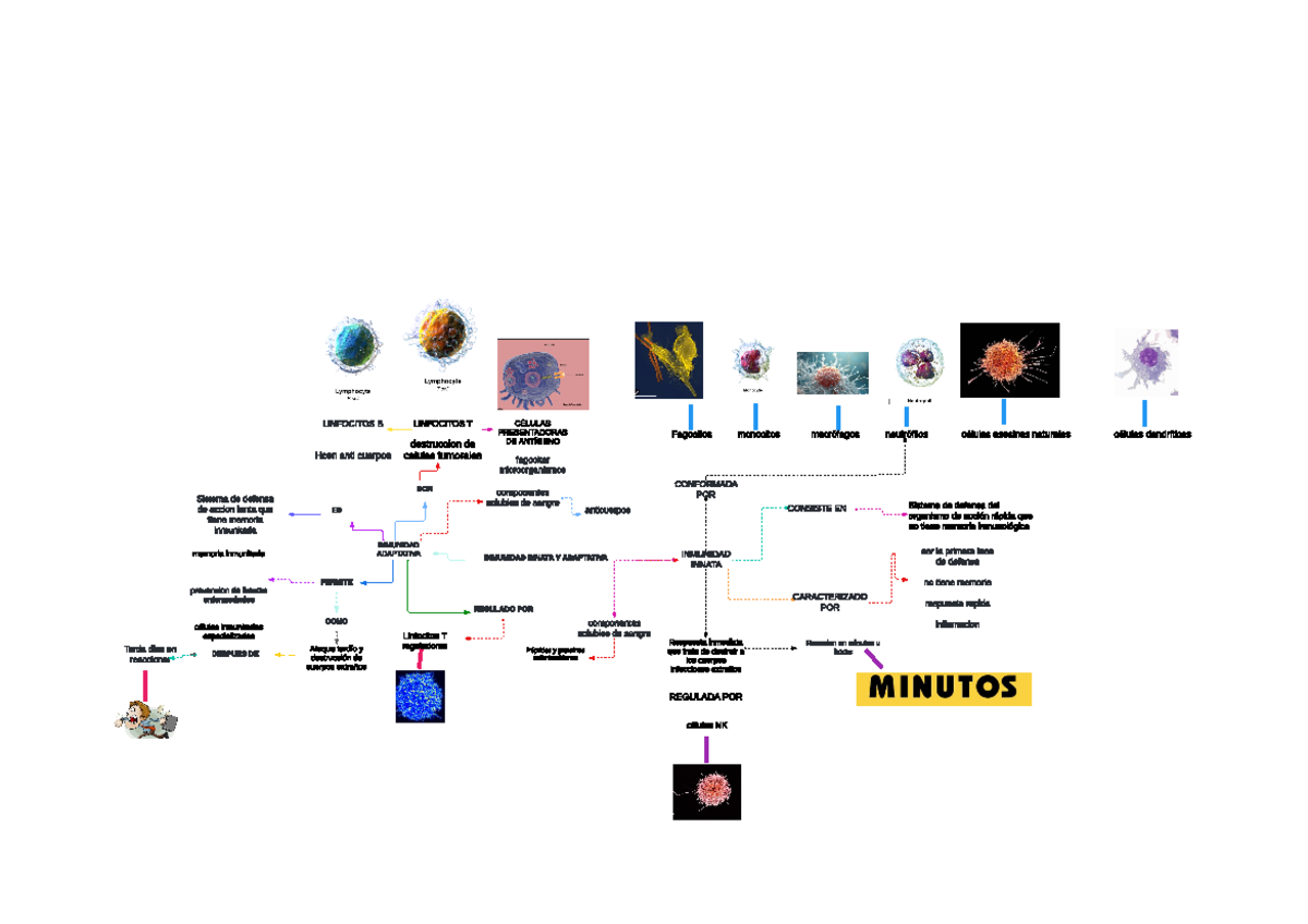 Bacteriologia mapa - mapa sobre la inmunidad innata y adaptativa - SON ...