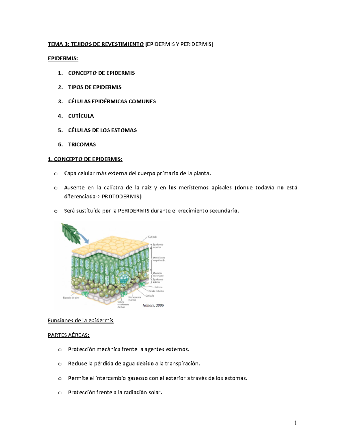 T3 Tejidos DE Revestimiento - TEMA 3: TEJIDOS DE REVESTIMIENTO [EPIDERMIS Y PERIDERMIS ...