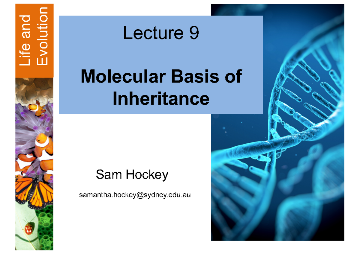L9 slides - Lecture 9 Molecular Basis of Inheritance Sam Hockey Life andEvolution - Studocu