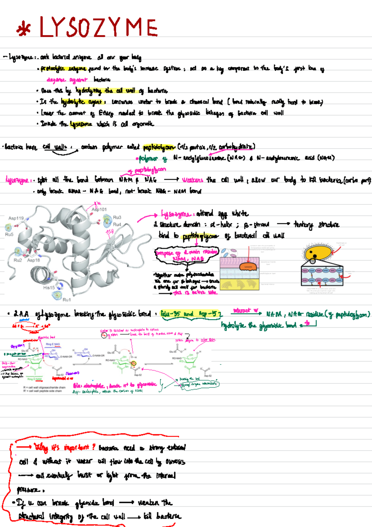 Lysozyme - Enzyme Inhibition - SO Lysozyme: anti bacterial enzyme all ...