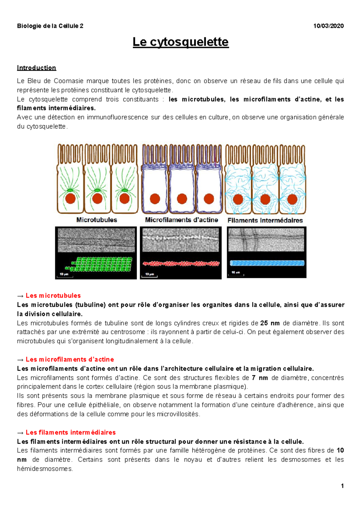 Le cytosquelette L1 SDV - S2 - Le cytosquelette Introduction Le Bleu de ...