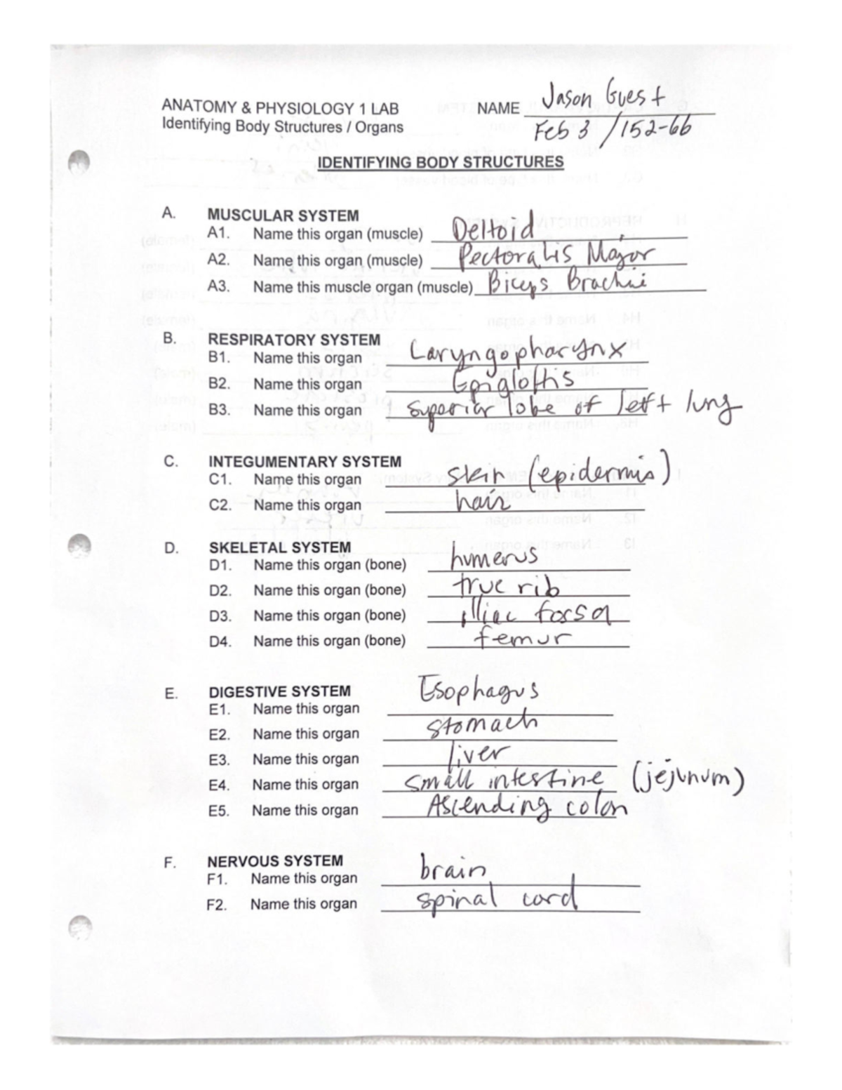 Lab 1 - Identifying Body Structures Organs - BIO152 - Studocu