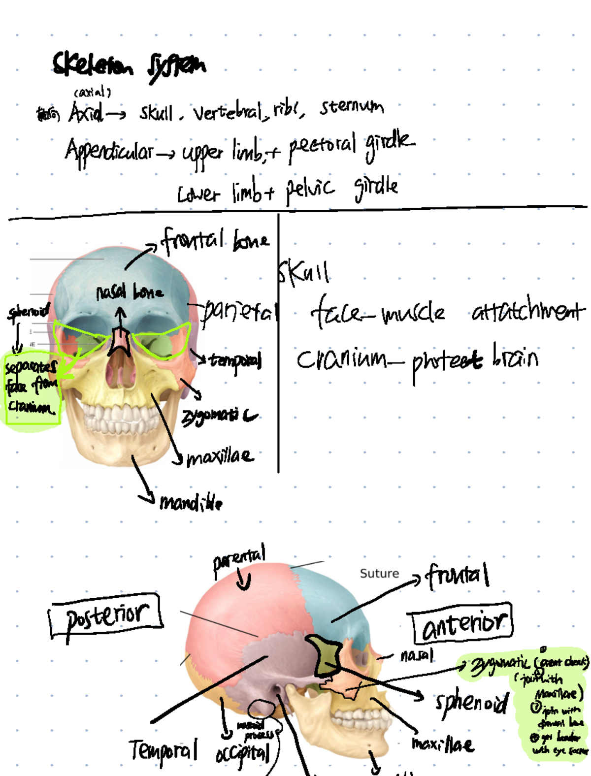 Axiol bone - notes - Skeleton system Axial skull vertebral ribs sternum ...
