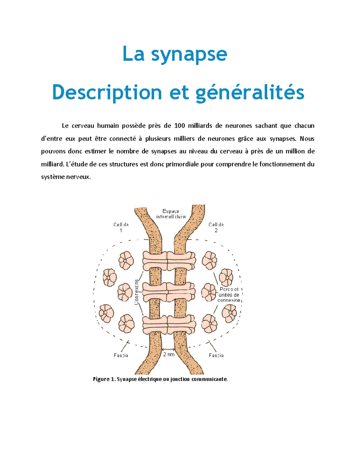 La synapse fiche - La synapse Description et généralités Le cerveau ...