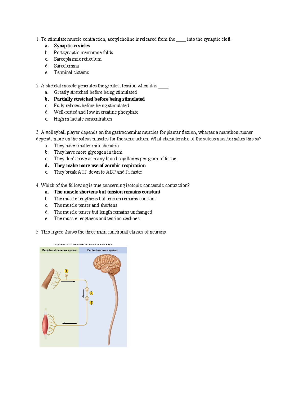 BSC 2085 EXAM 3 Practice Questions - To stimulate muscle contraction ...