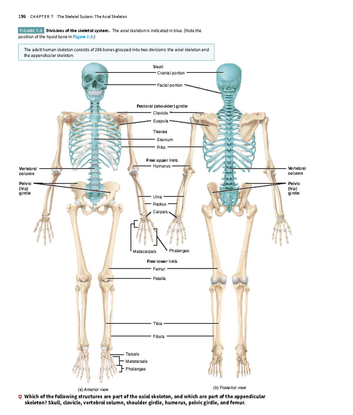 Inbound 4672902297151464311 - 196 CHAPTER 7 The Skeletal System: The Axial Skeleton Vertebral ...