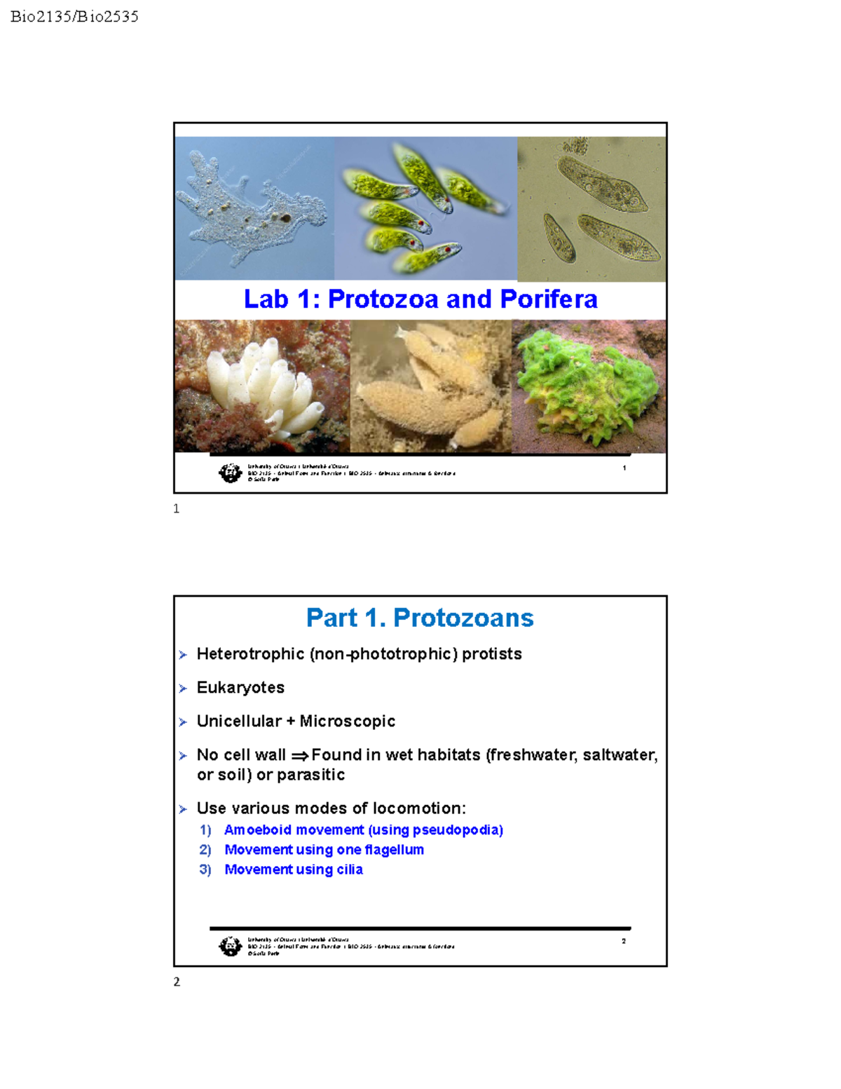 Student-Lab 1 Presentation-Bio2135-2023-c - Lab 1: Protozoa and PoriferaLab 1: Protozoa and ...
