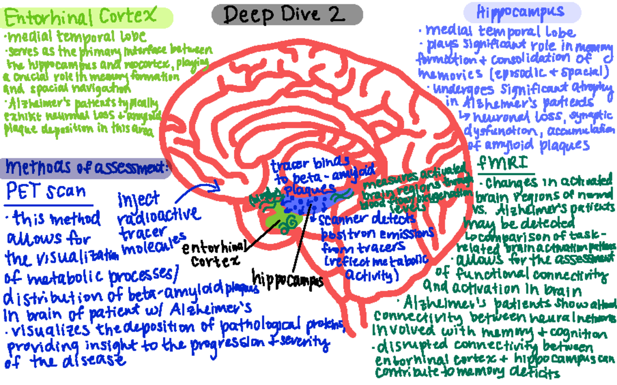 Brain - Entorhinal Cortex Deep Dive 2 Hippocampus · medial temporal ...