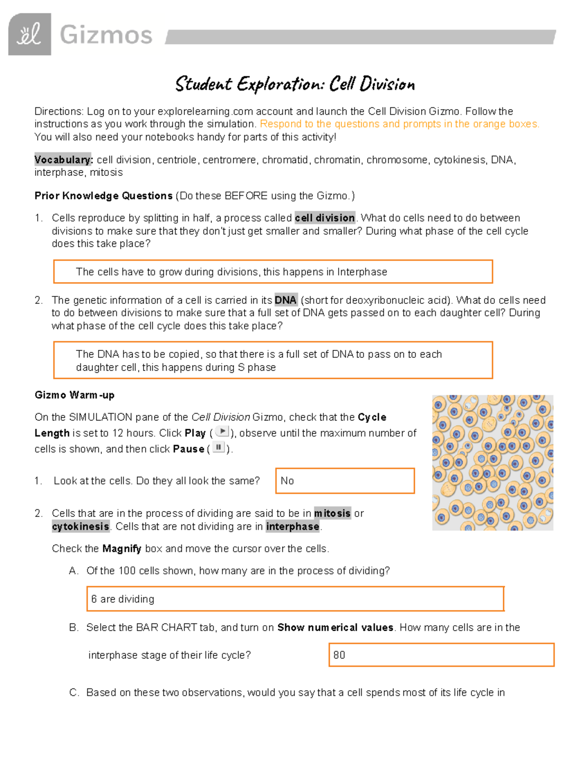 Copy of 3. Cell Division Gizmo Task - Stu t E lo on: Cel si Directions ...