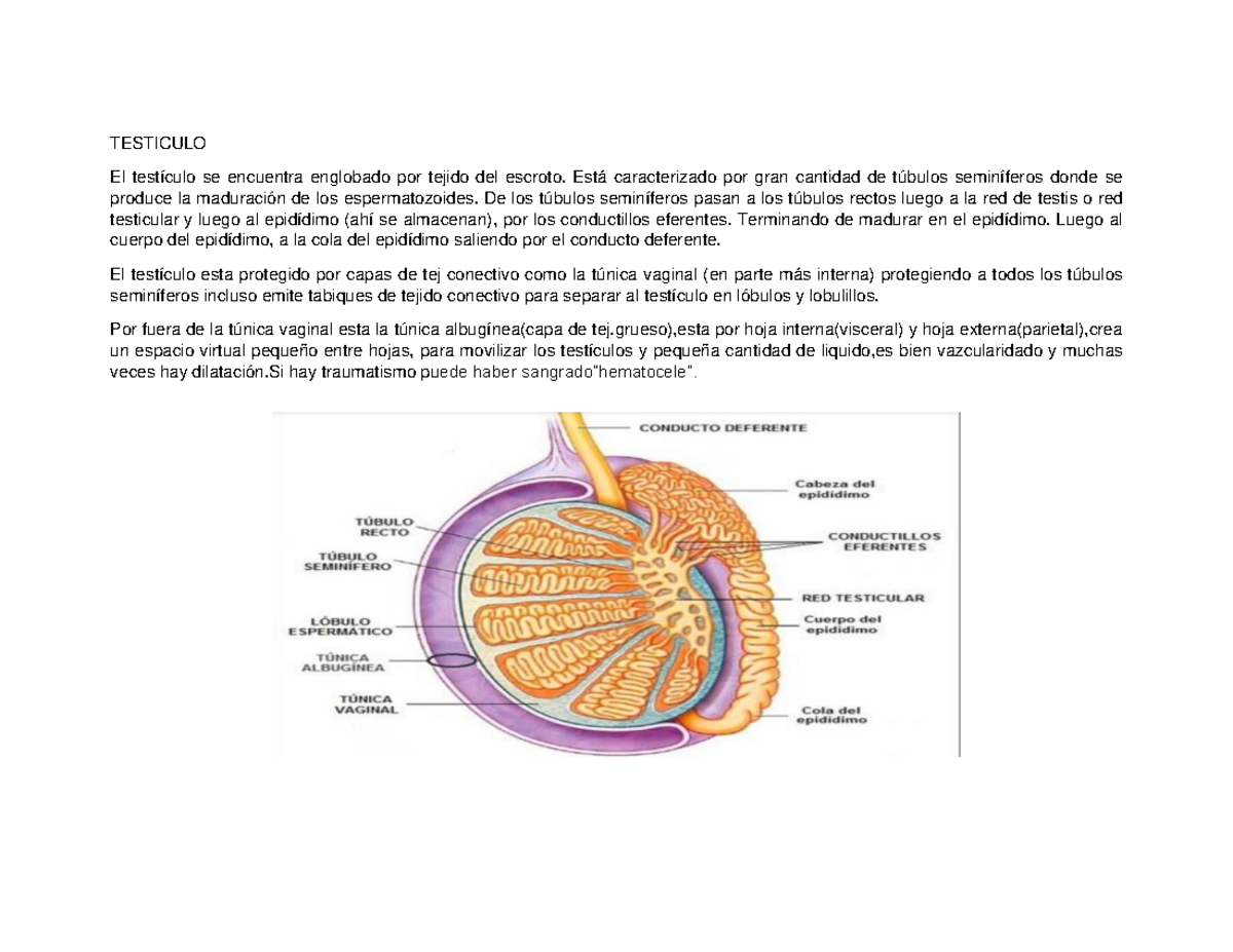 Resumen DE A.R. Masculino - TESTICULO El testículo se encuentra ...