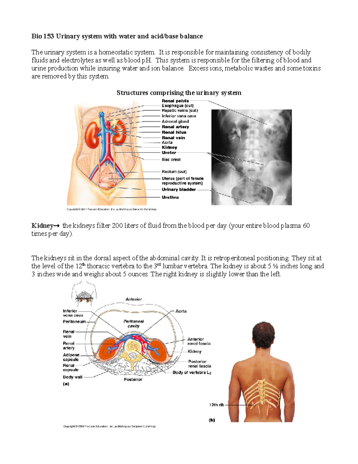 Bio 153 urinary system notes online - Copy - Bio 153 Urinary system ...