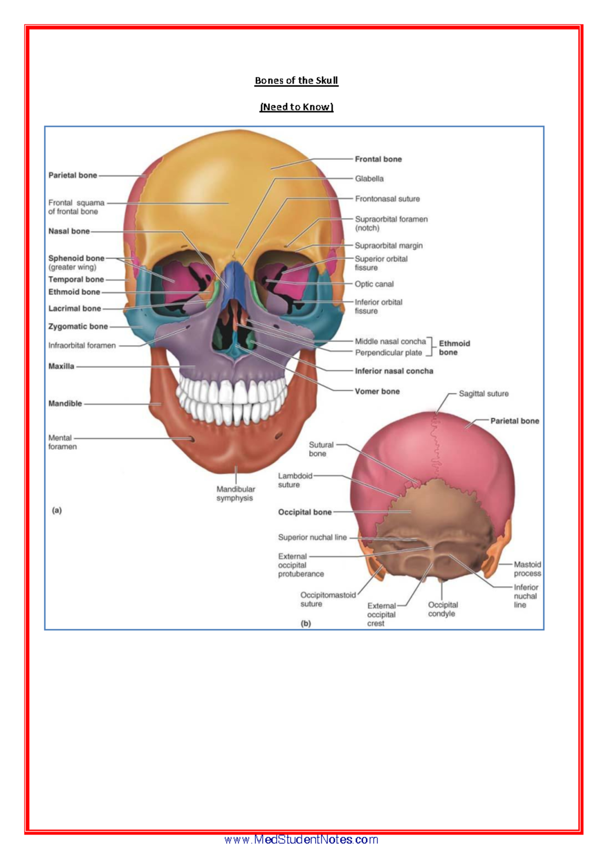 A&P - 1. Bones of the Skull (4p) - Physics - Bones of the Skull (Need to Know) - Studocu