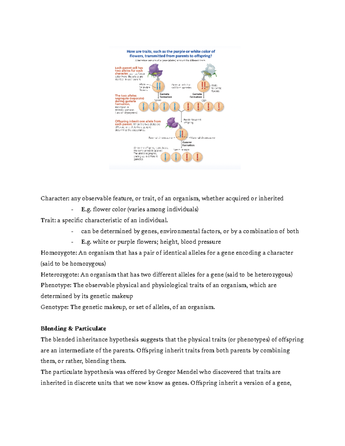 Traits + inheritance - Character: any observable feature, or trait, of ...