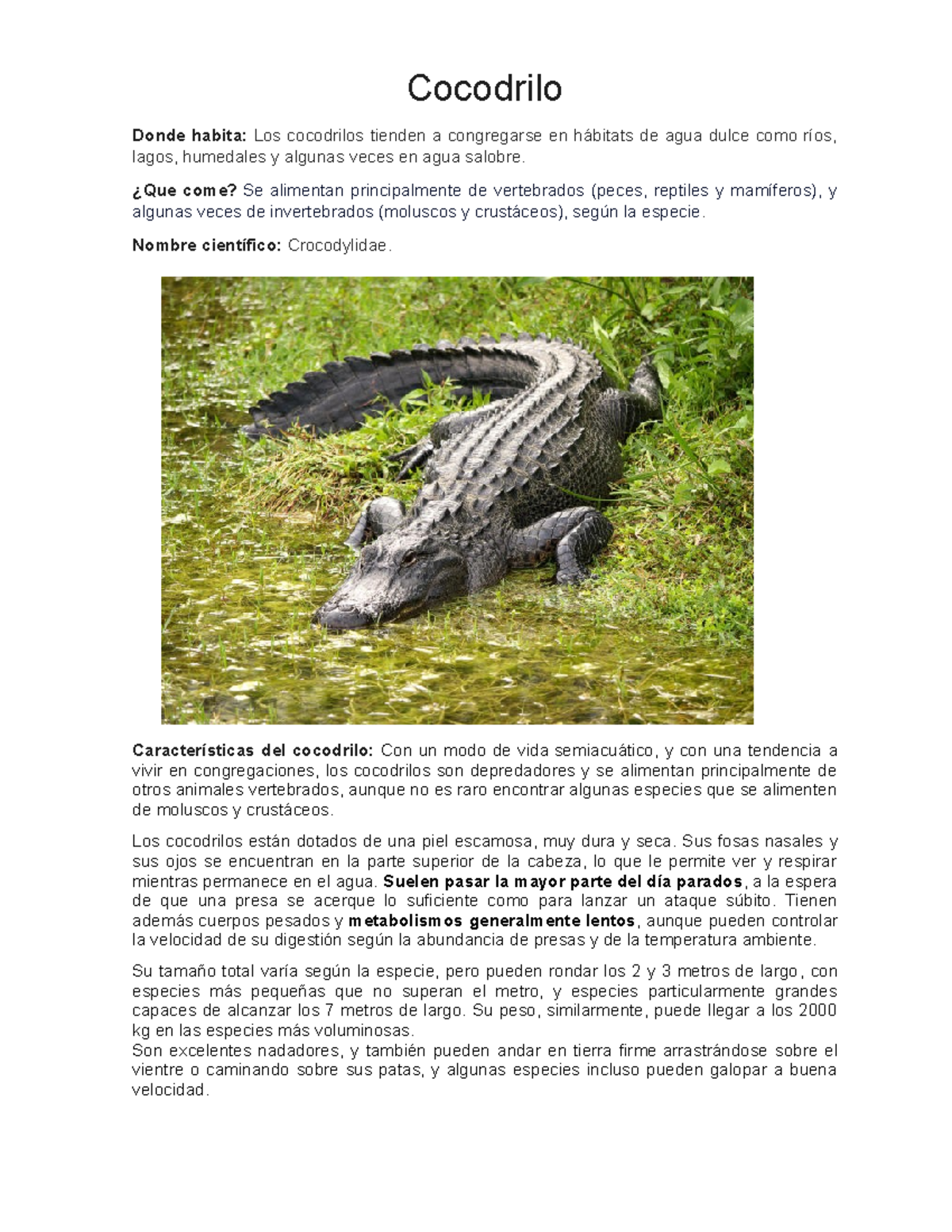 Cocodrilo - descripcion de cocodrillo - Cocodrilo Donde habita: Los ...