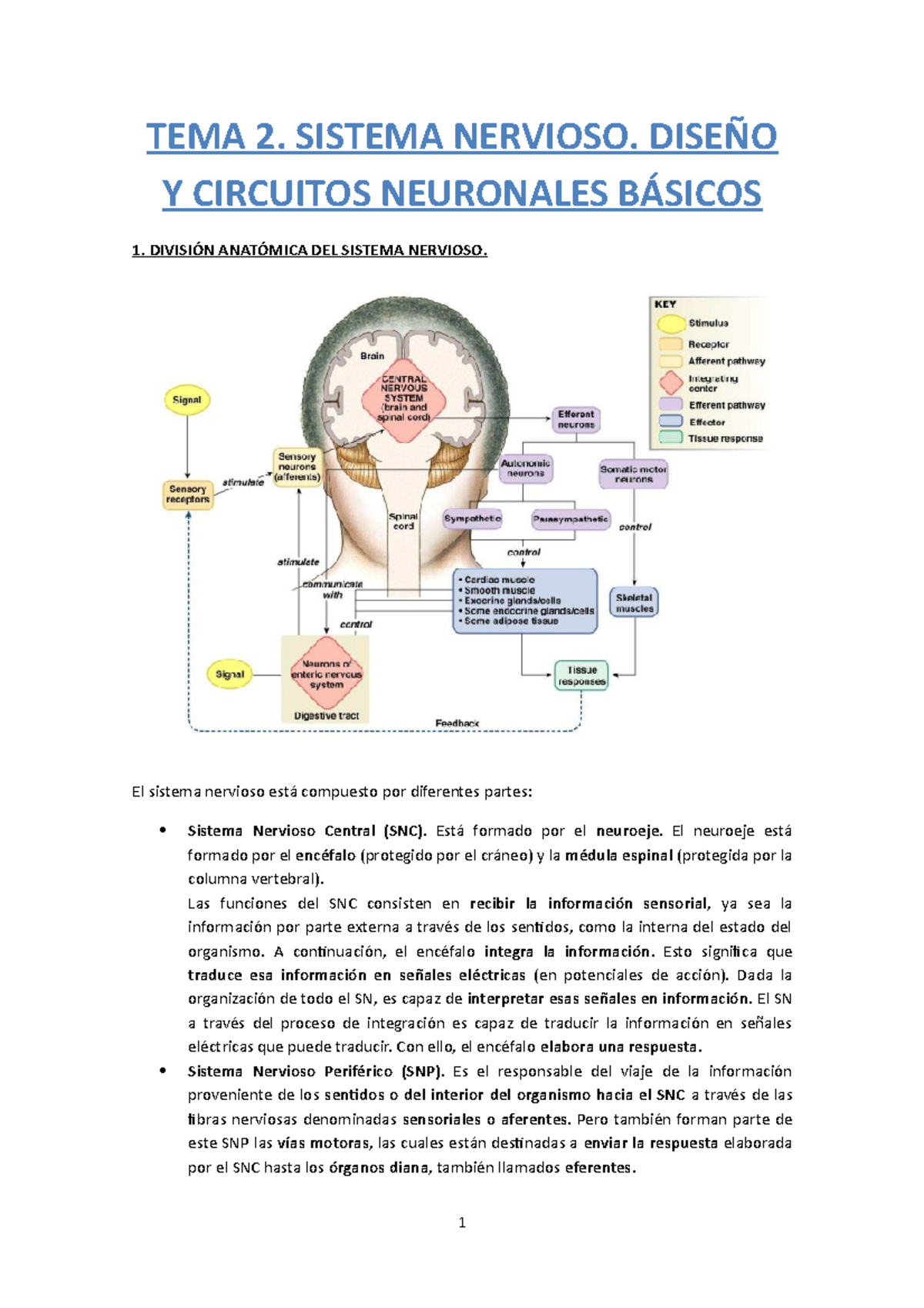 Tema 2.1 Sistema Nervioso. Diseño y Circuitos Neuronales Básicos - TEMA ...