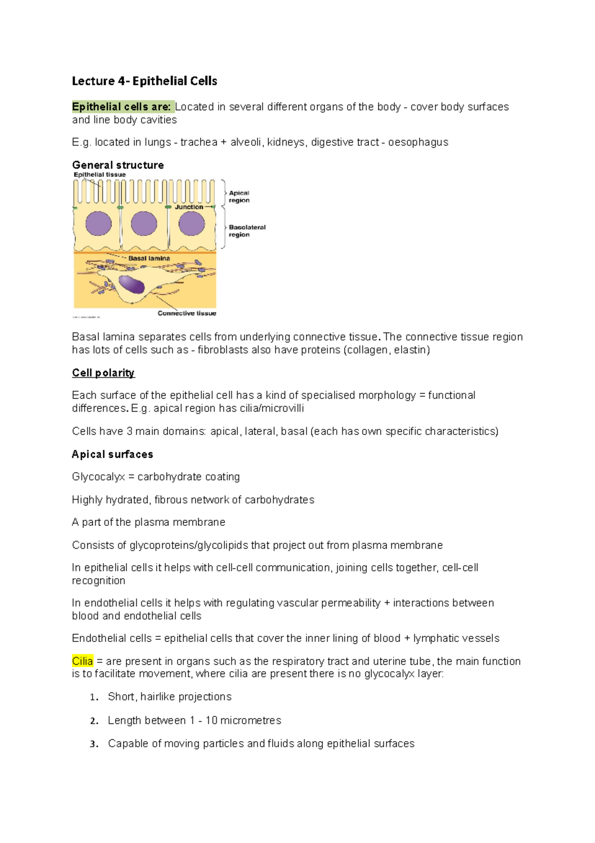 Lecture 4- epithelial cells. Contains lecture notes for epithelial ...