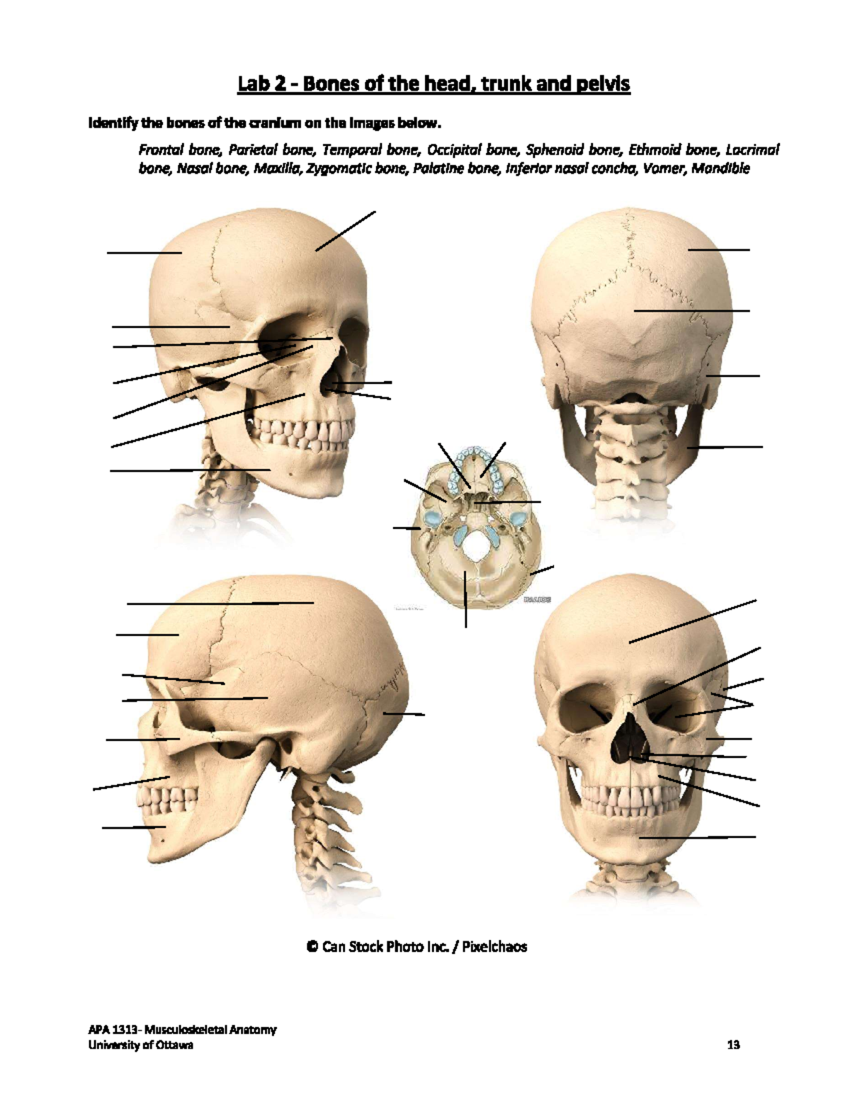 Anatomy print - good practice for muscles and bones for the lab ...