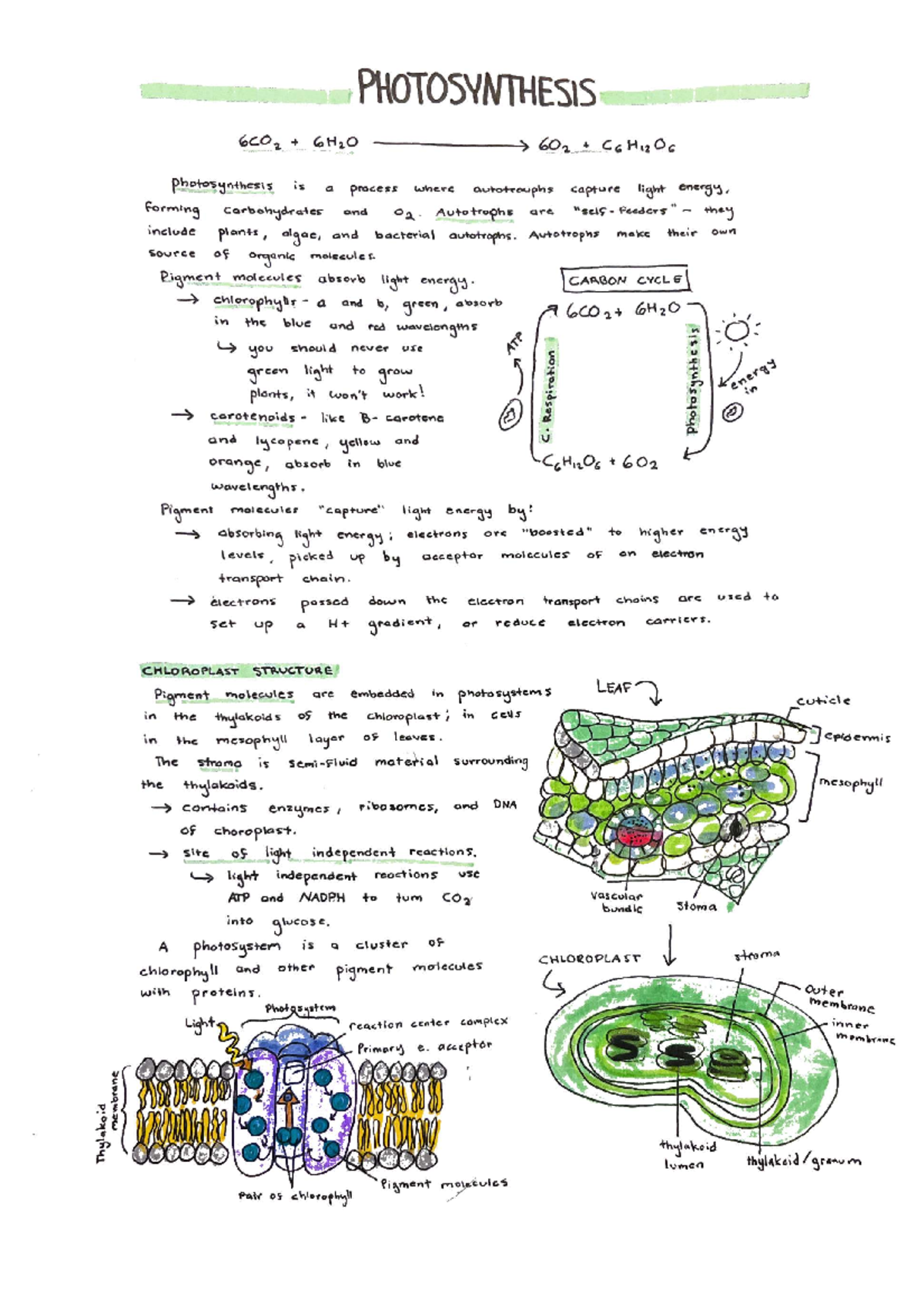 Basic Summary of Photosynthesis - BIO 111 - Studocu