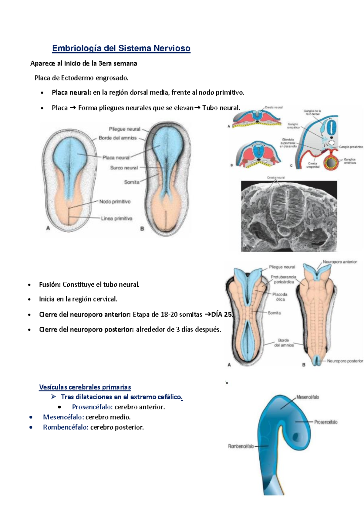 Embrio SN lagman - sist nervioso - Embriología del Sistema Nervioso ...