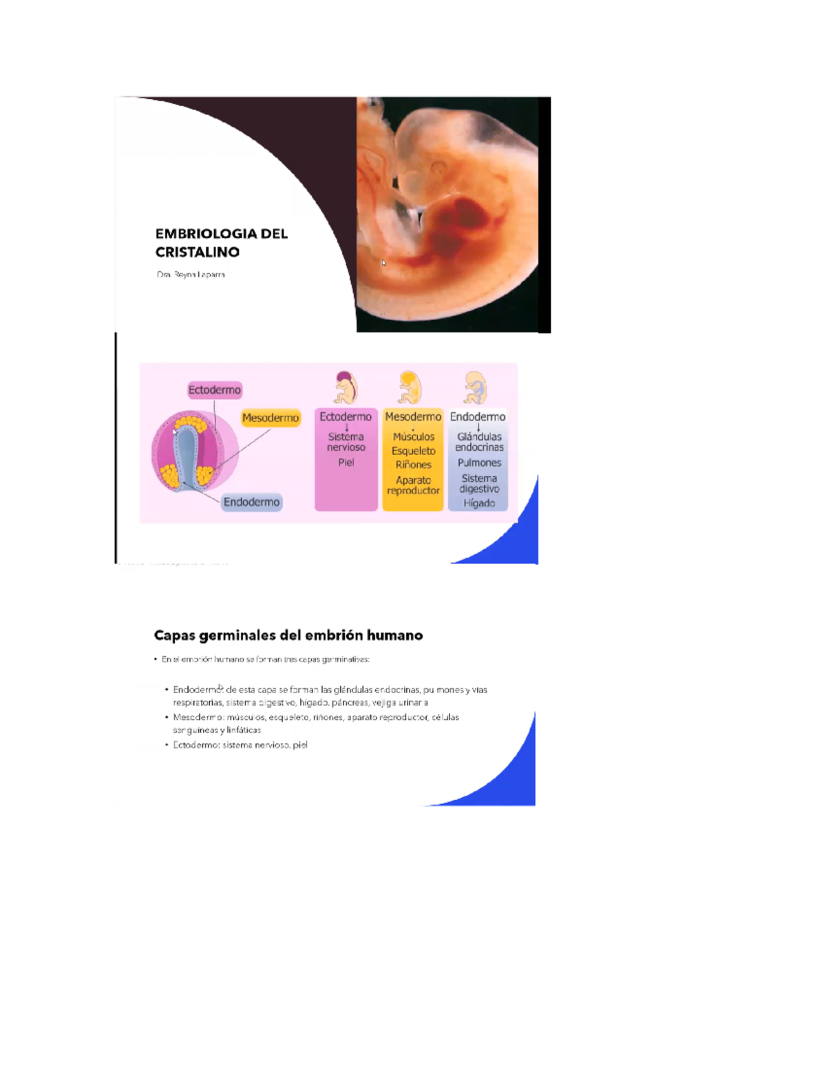 Slide 6 formacion del ojo - Anatomia y Fisiologi - Studocu