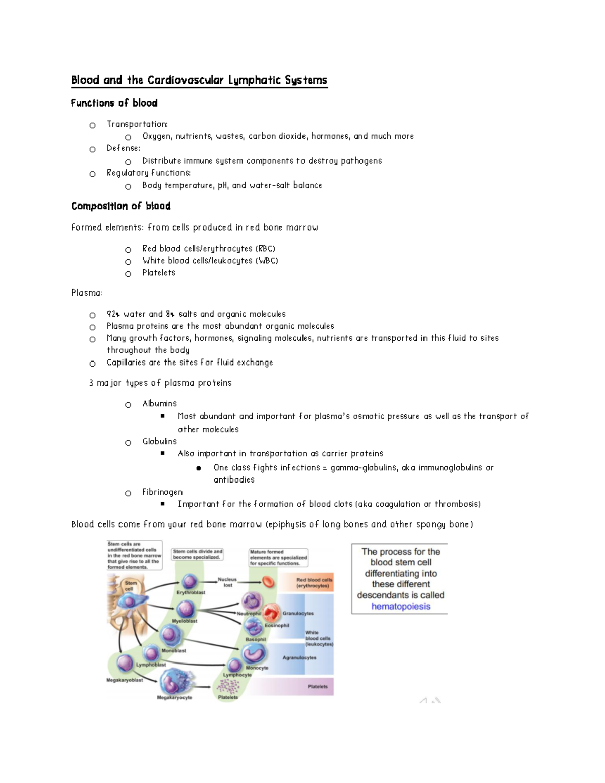 Lecture 6 - notes - Blood and the Cardiovascular Lymphatic Systems ...