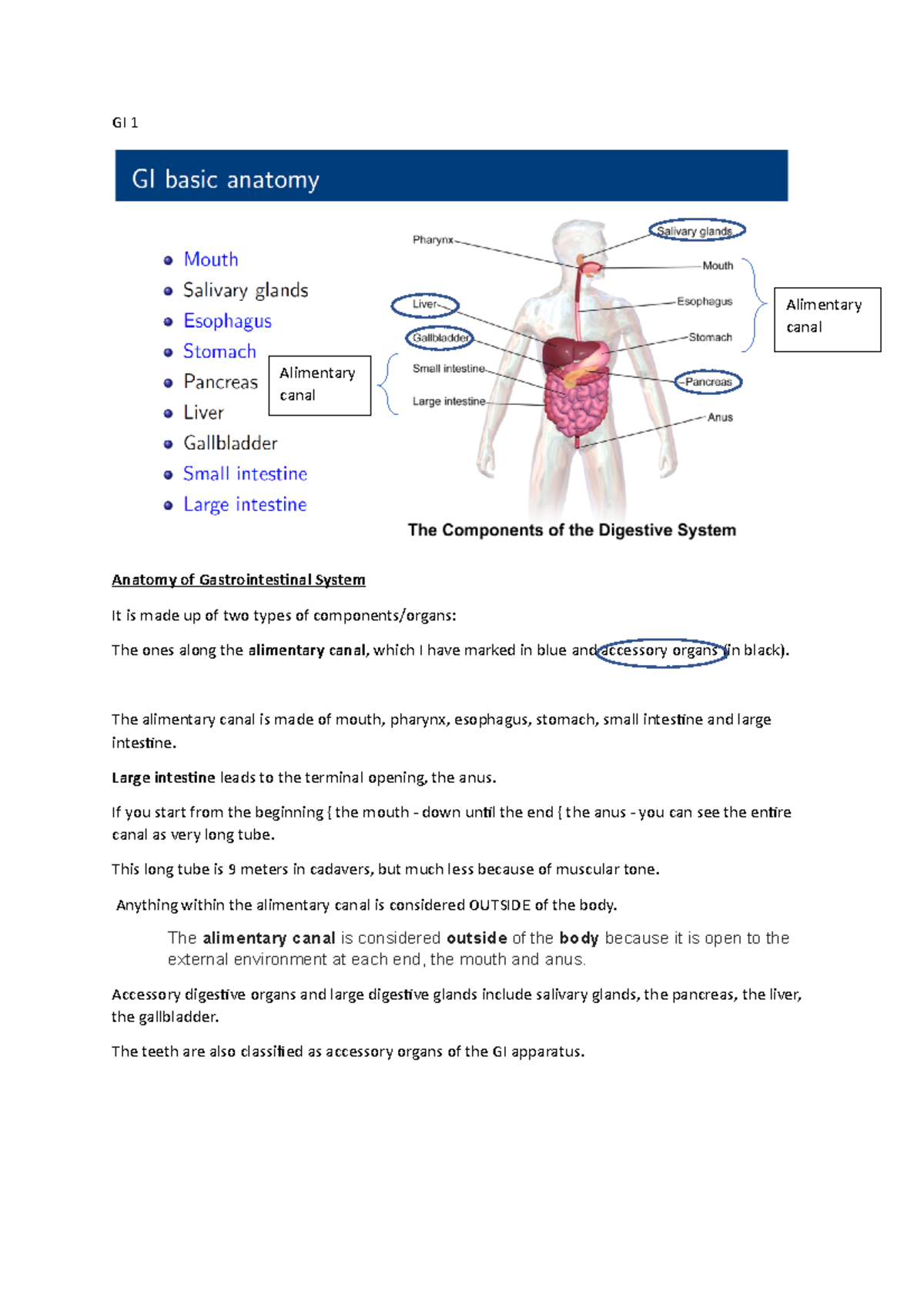 Gastrio Intestinal Notes - GI 1 Anatomy of Gastrointesinal System It is ...