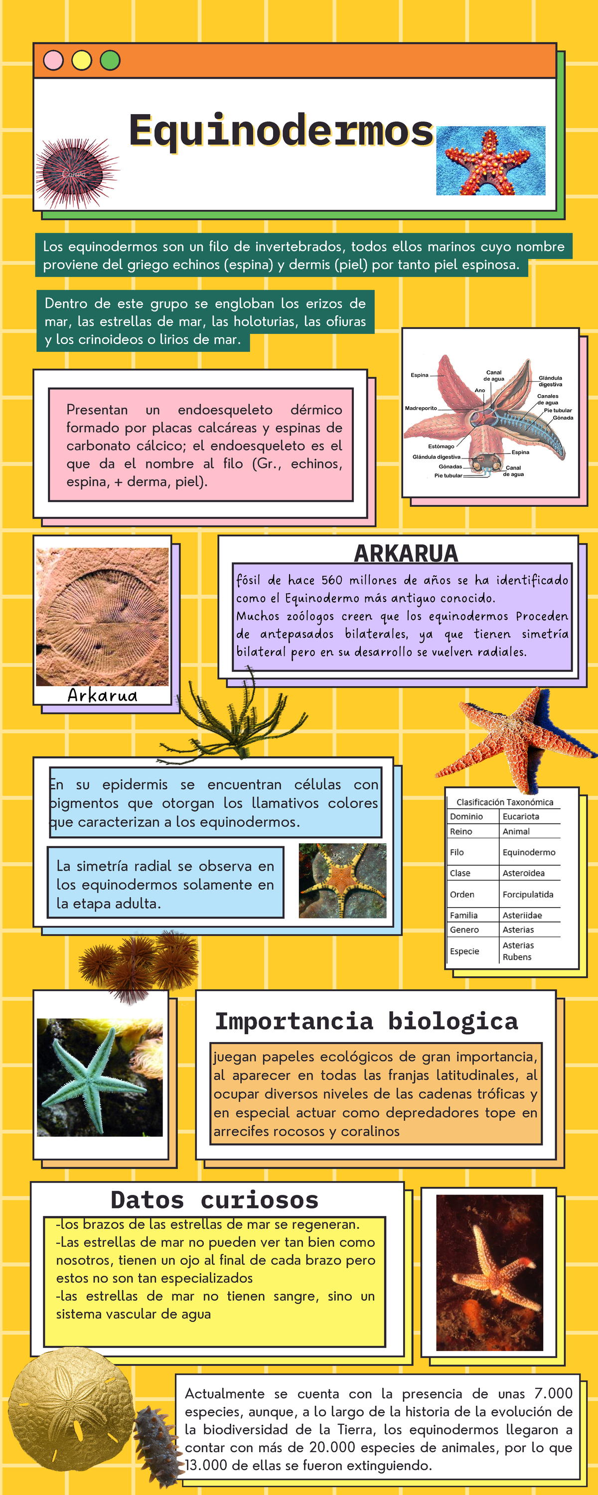 Infografia equinodermos - EquinodermosEquinodermos ARKARUA juegan ...