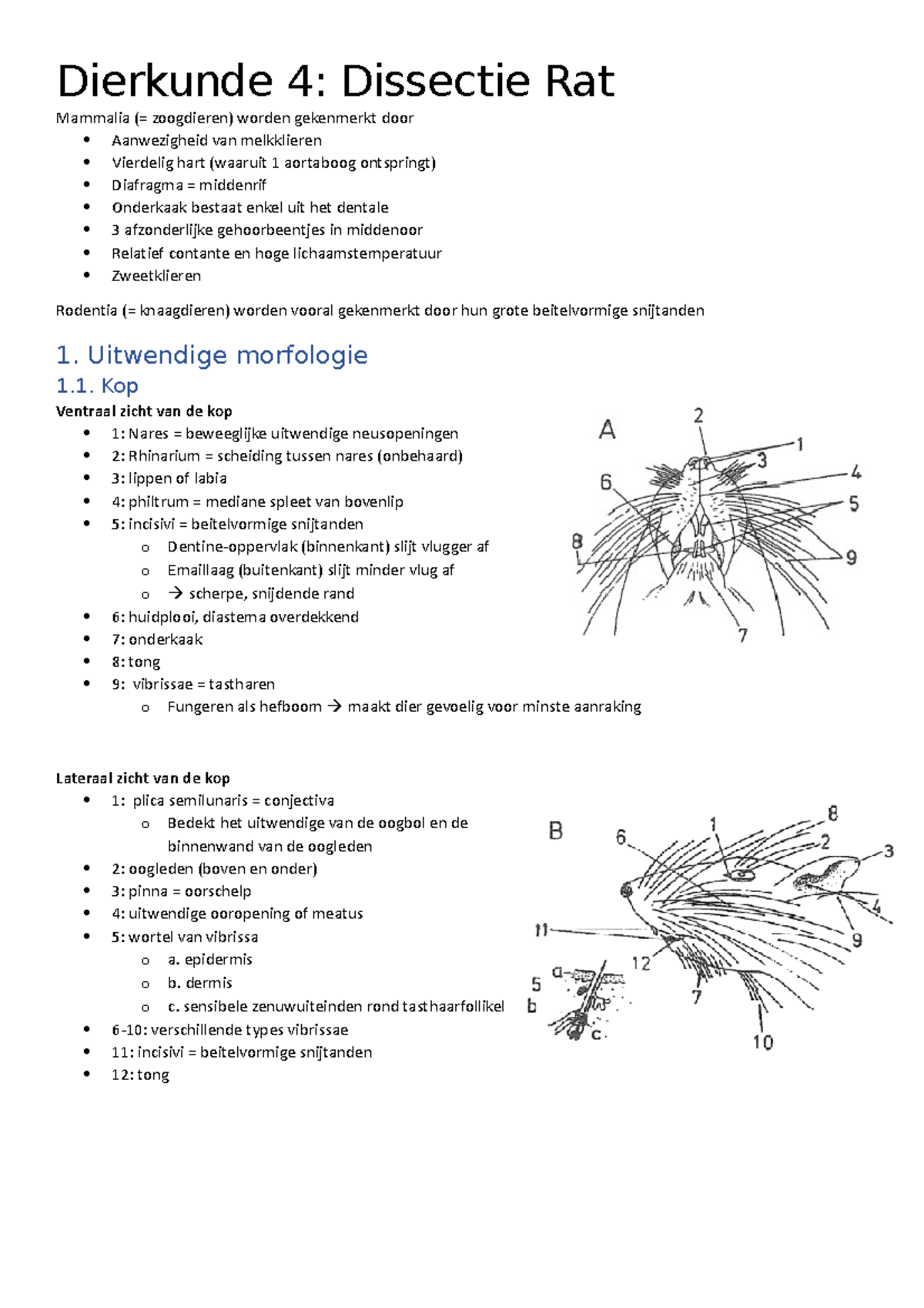 Dierkunde 4 Dissectie Rat - Dierkunde 4: Dissectie Rat Mammalia ...