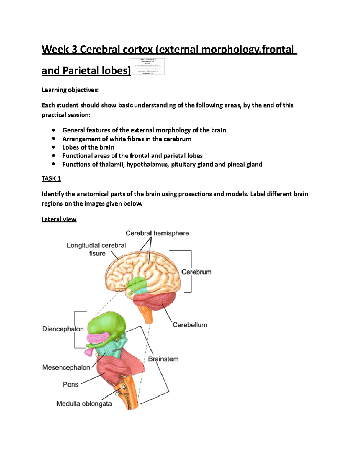 Week 3 Cerebral cortex answers - Week 3 Cerebral cortex (external ...
