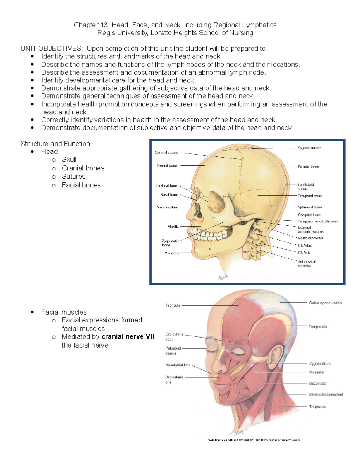 Chapter 13 Head Face Neck Notes - Chapter 13: Head, Face, and Neck ...