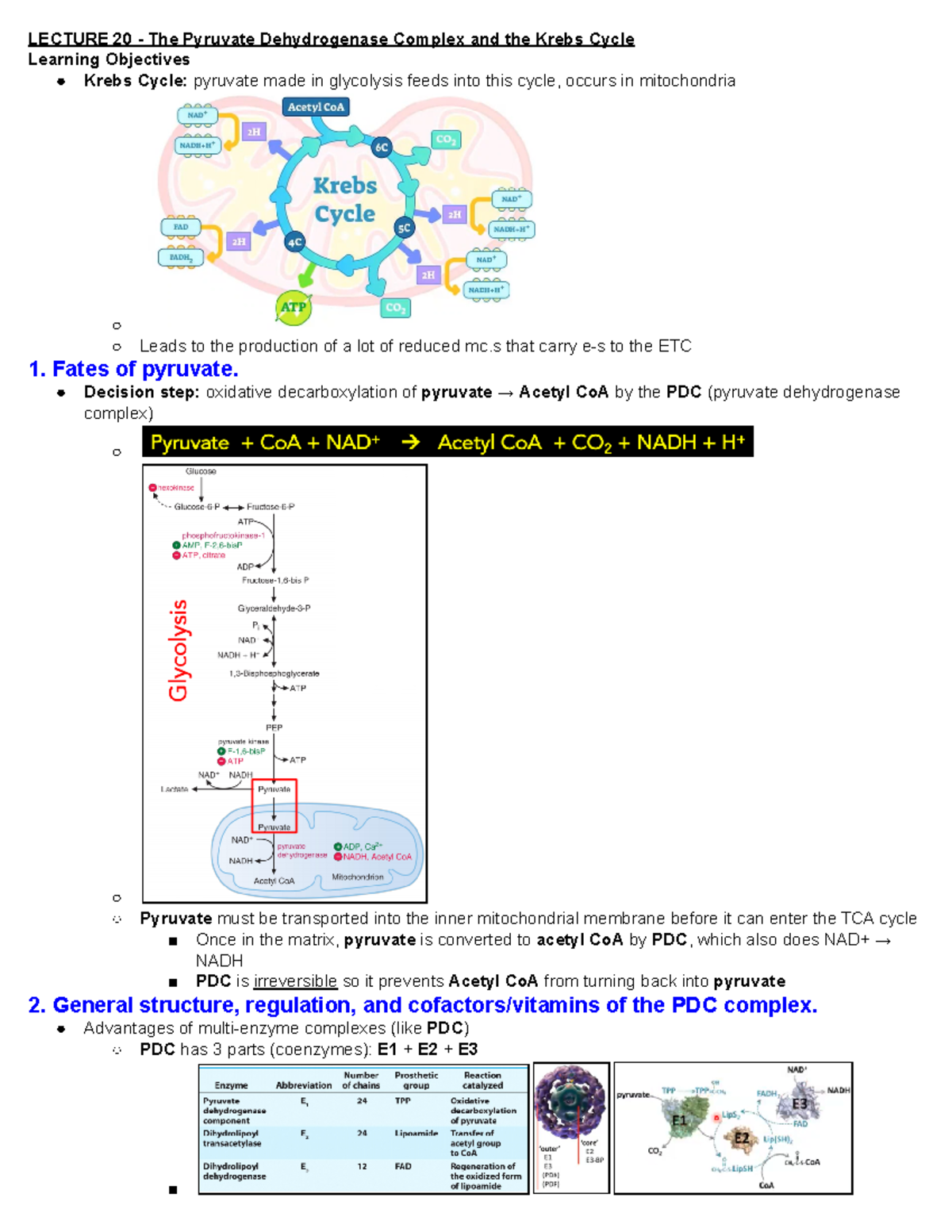 Lecture 20 - The Pyruvate Dehydrogenase Complex and the Krebs Cycle ...