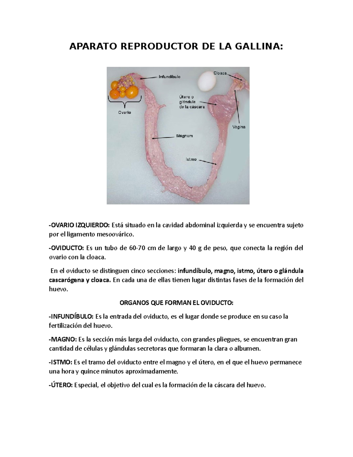 Aparato reproductor de gallina y gallo - APARATO REPRODUCTOR DE LA ...