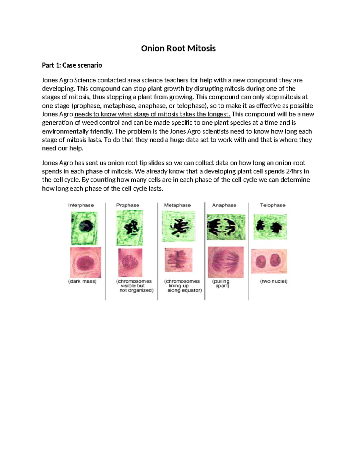 Simulated Onion Root Mitosis Lab and Data analysis-1 - Onion Root ...
