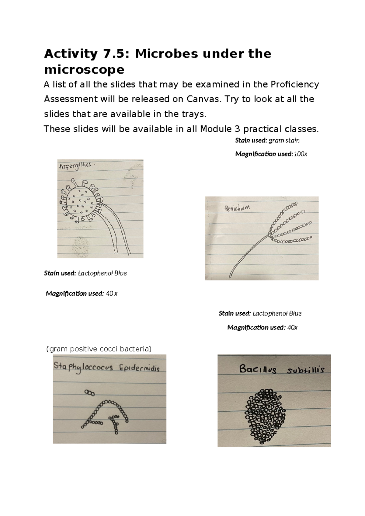 Microscopy Drawings - Activity 7: Microbes under the microscope A list ...