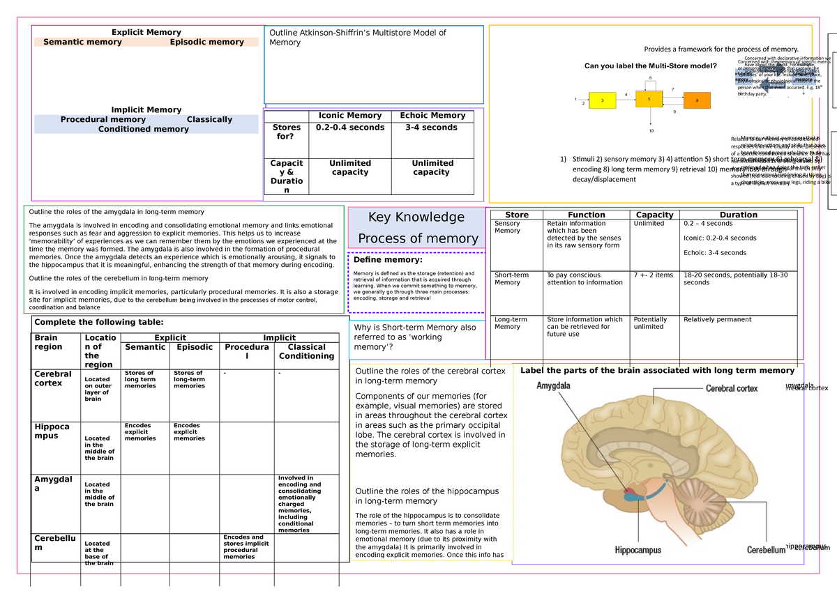 Roles of Amygdala Cerebellum and Hippocampus in Memory - Studocu