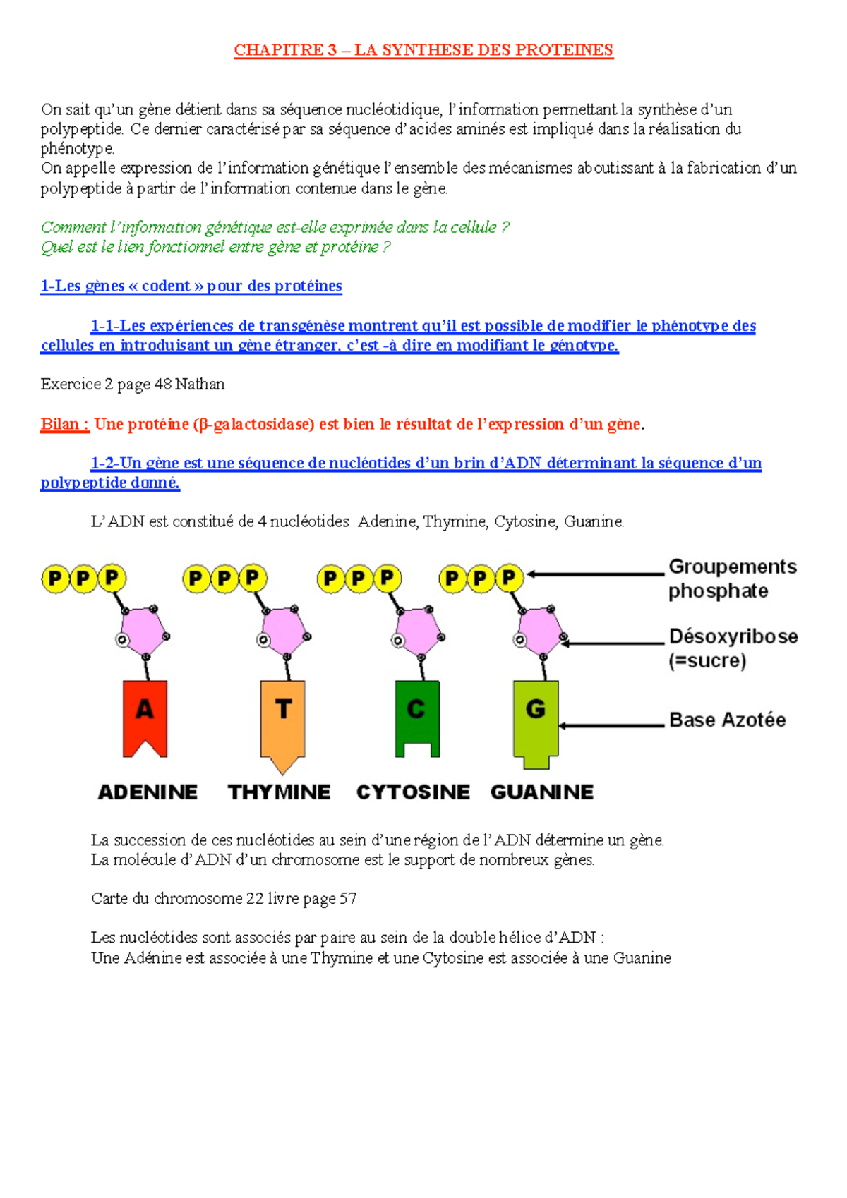 03 La synthese des proteines - CHAPITRE 3 – LA SYNTHESE DES PROTEINES ...