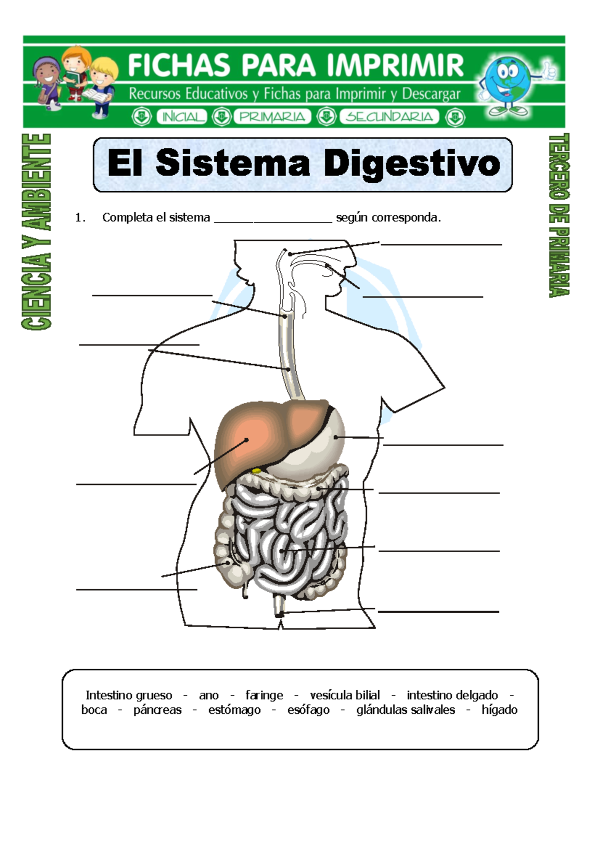 Ficha de El Sistema Digestivo para Tercero de Primaria - Biología para ...