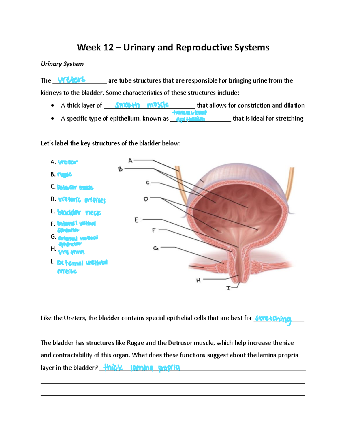 Session 8 WS - DR. Richards lecture SI - Week 12 – Urinary and ...