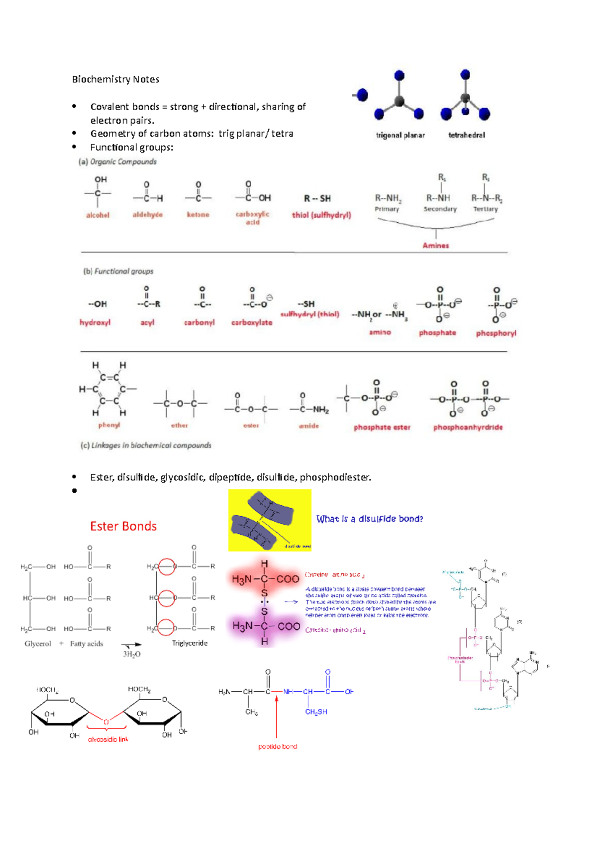 Biochemistry Notes - Biochemistry Notes Covalent bonds = strong ...