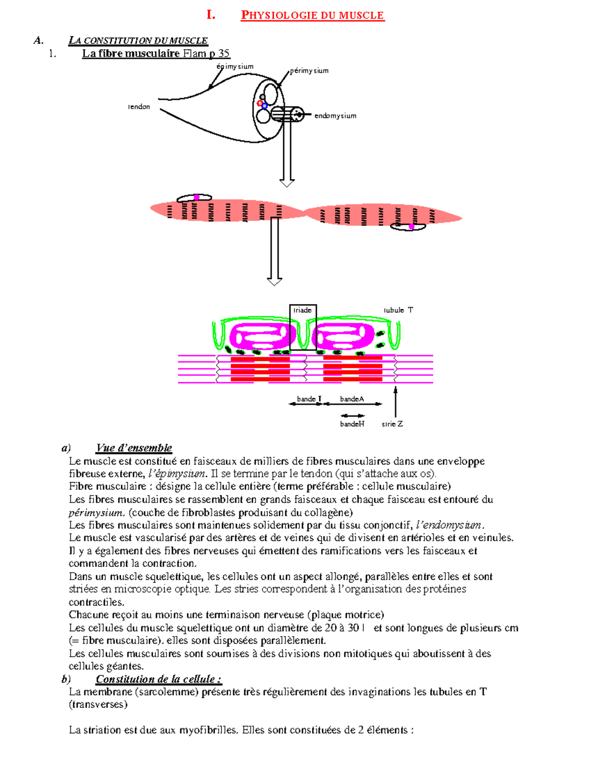 Physiologie du muscle - I. PHYSIOLOGIE DU MUSCLE A. LA CONSTITUTION DU MUSCLE La fibre ...