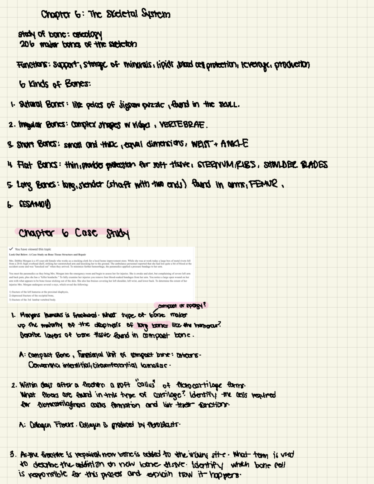 The Skeletal System - Chapter 6 : The Skeletal System Study Of bone ...