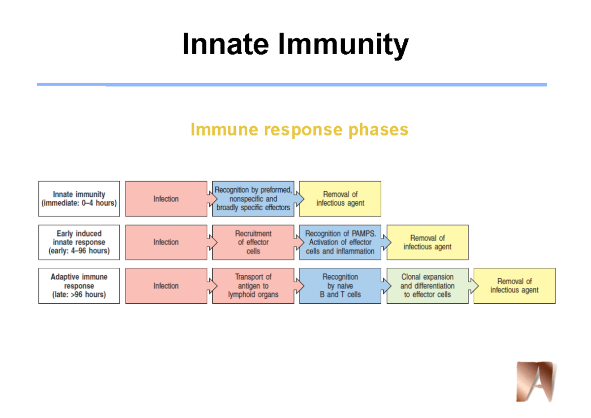 Tema 2. Immunitat Innata - Immune response phases Innate Immunity ...