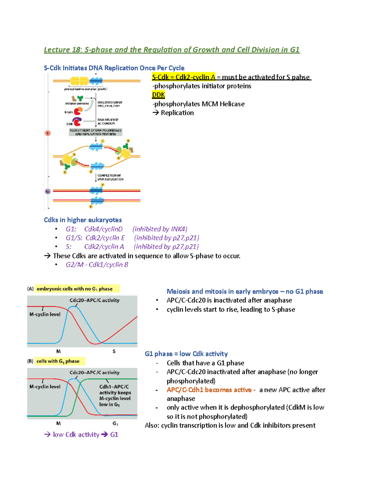 G1:S:G2 Phase 18 - Lecture notes 18 - Lecture 18 : S-phase and the ...