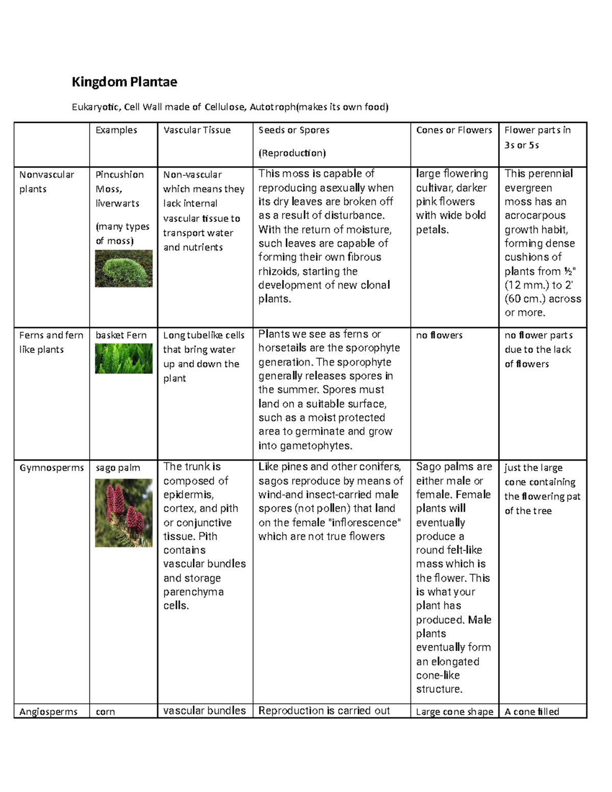 Kingdom Plantae Research - Kingdom Plantae Eukaryotic, Cell Wall made ...