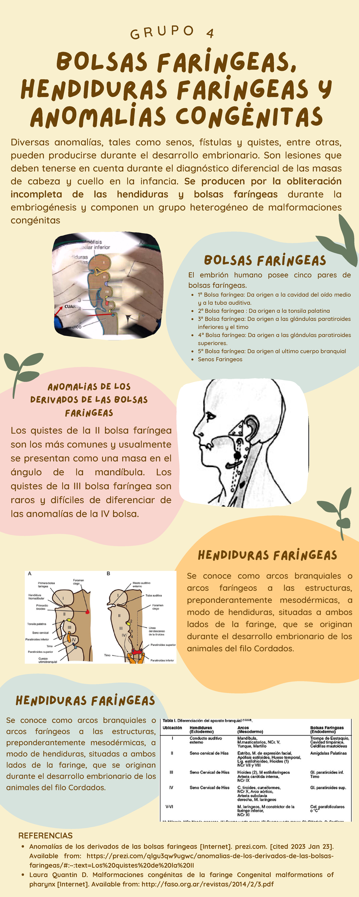 Infografia sobre el curso desarrollo y crecimiento - BOLSAS FARÍNGEAS ...