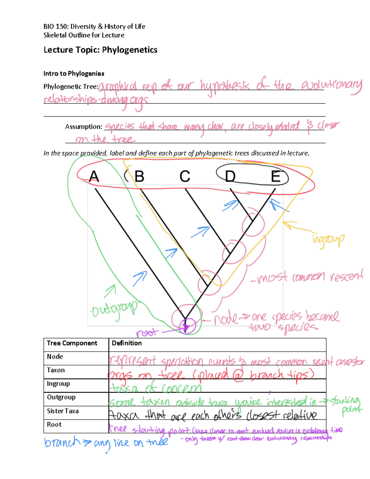 BIO skeletal outline 2 - This is the phylogenitc tree and its helps ...