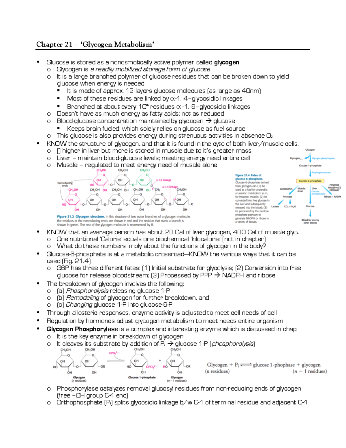 Chapter 21 Glycogen Metabolism Revised - Chapter 21 – ‘Glycogen ...